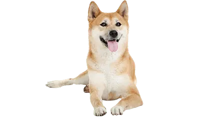 FlowTranslation - Translate Your Website in Minutes